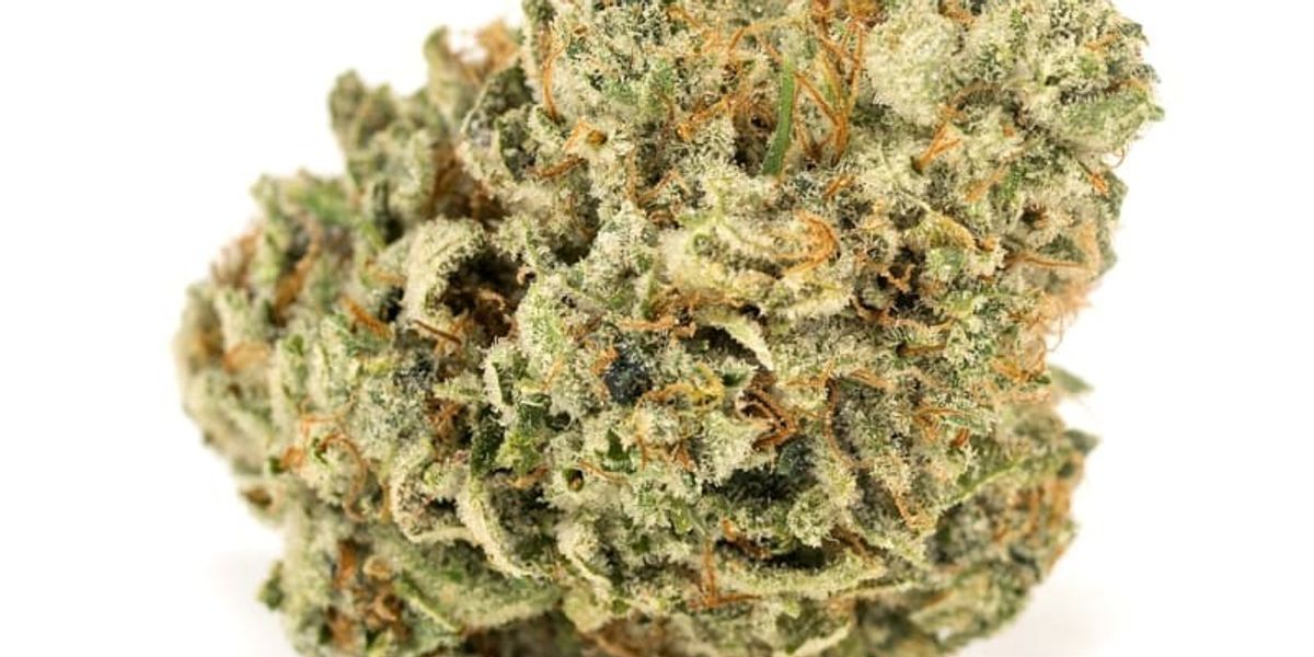 Potent Powerhouse: Gorilla Glue, GG4, Original Glue - The Bluntness Potent Powerhouse: Gorilla Glue, GG4, Original Glue - The Bluntness